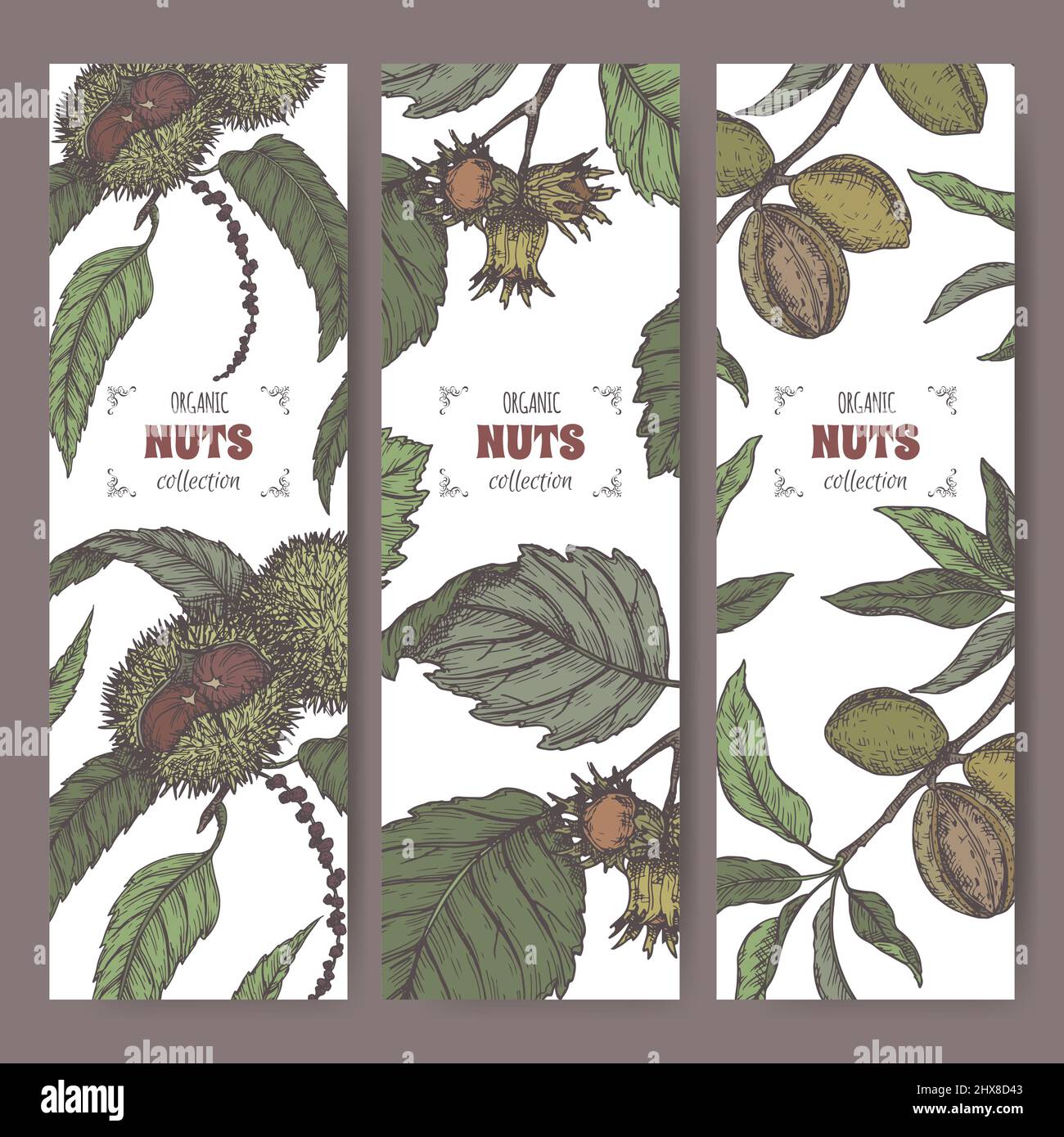 Set of three color labels with sweet chestnut, common hazel and almond ...