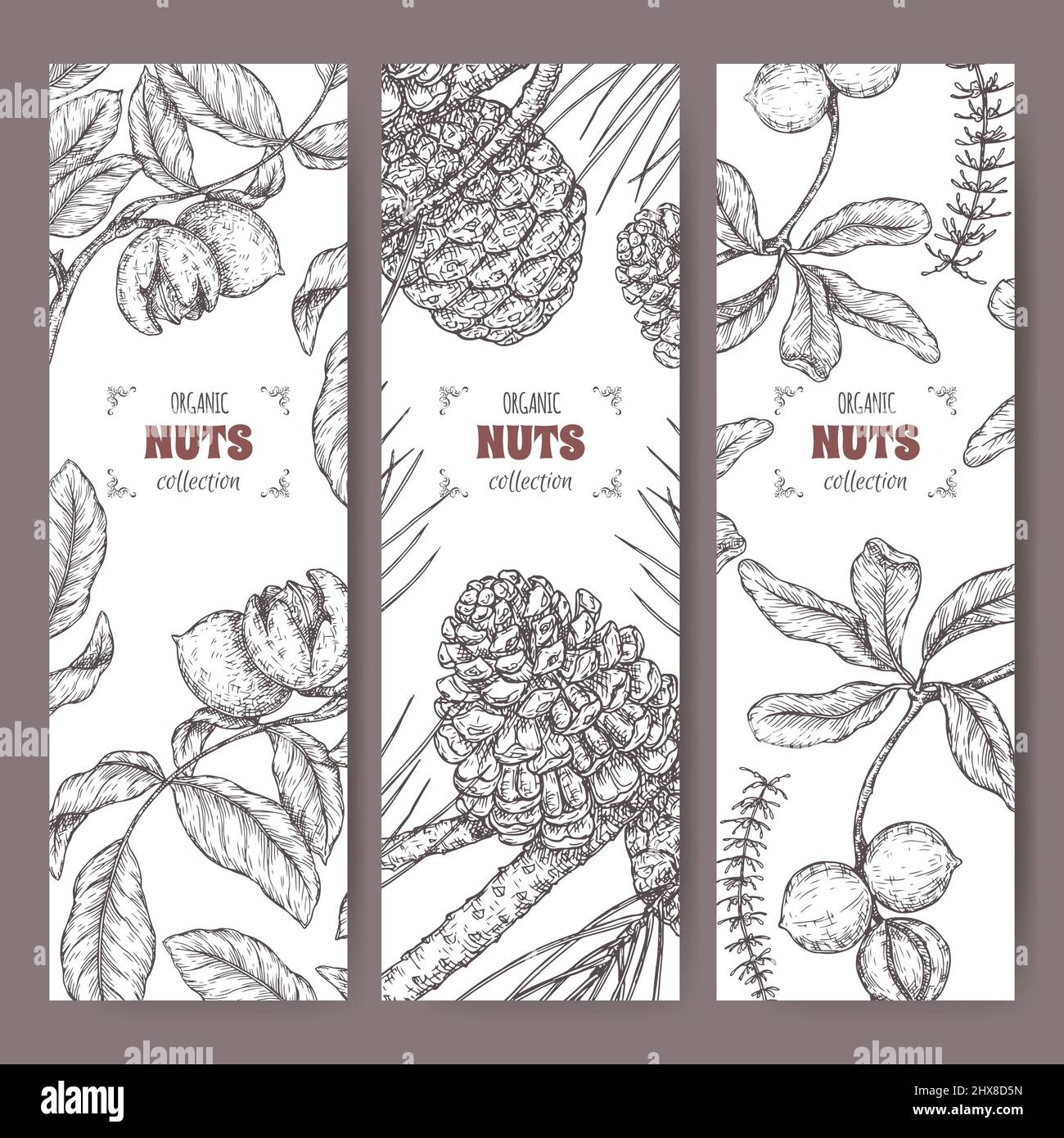 Set of three labels with walnut, macadamia and stone pine branch sketch ...