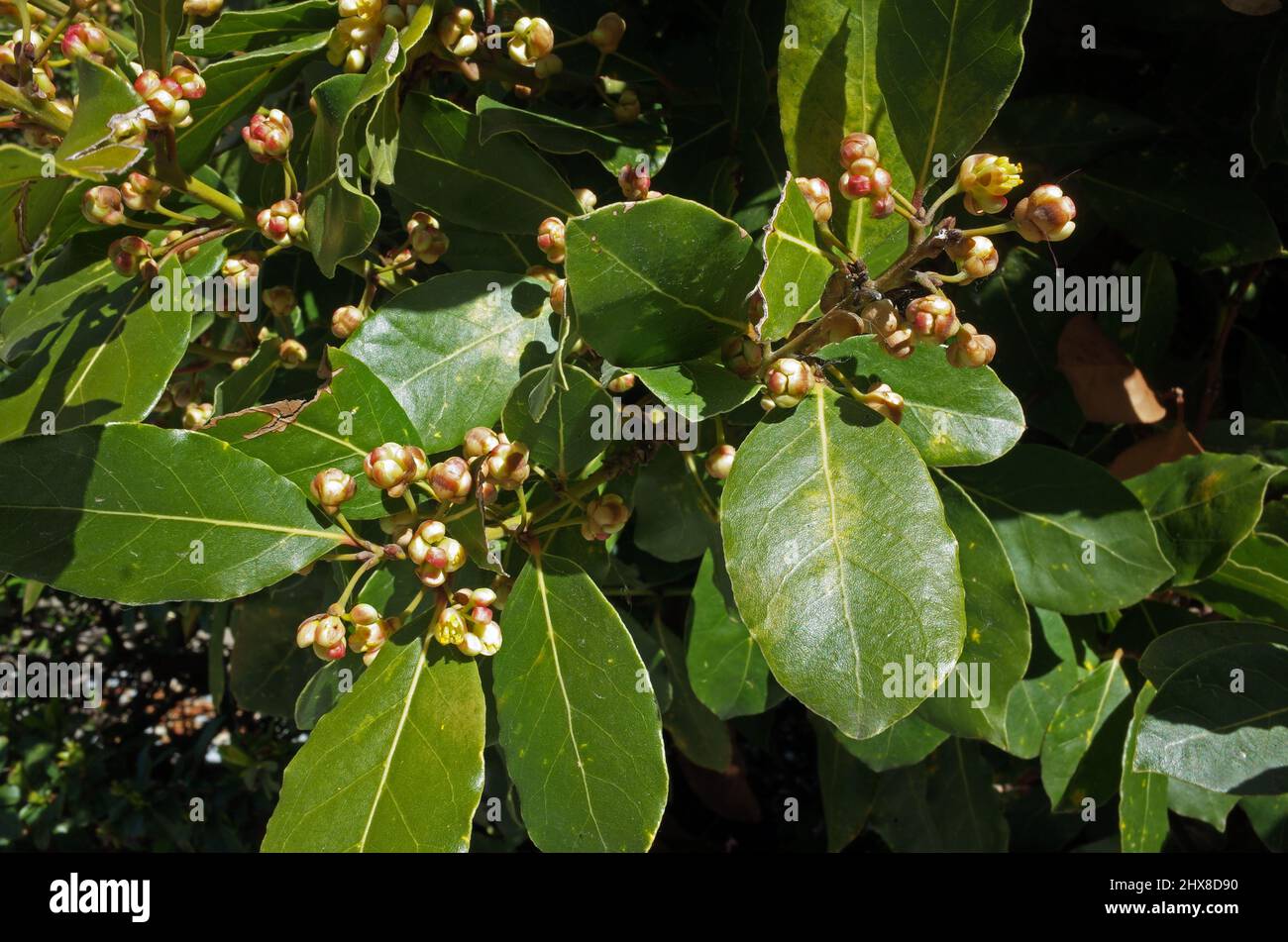 Flowering laurel tree hi-res stock photography and images - Alamy