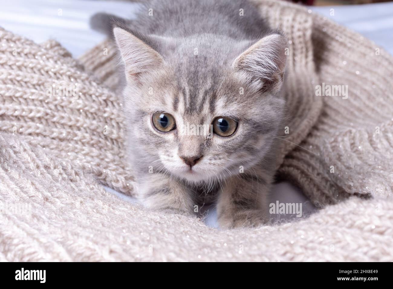 Beige scarf hi-res stock photography and images - Alamy