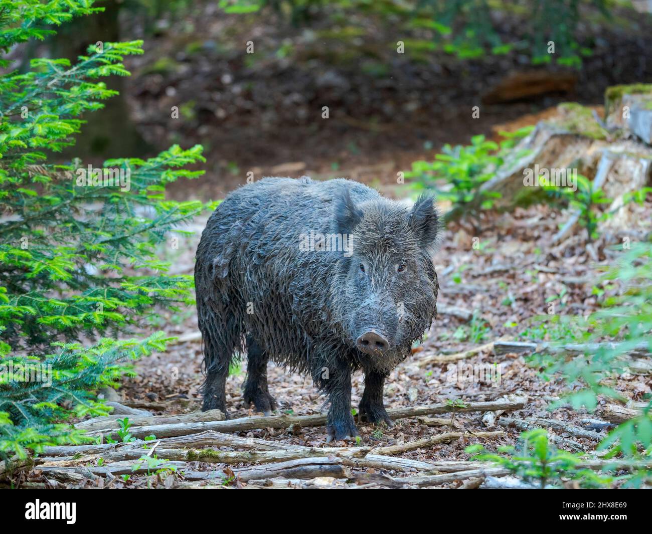 Wild Boar (Sus scrofa) in high forest. Enclosure in the National Park ...