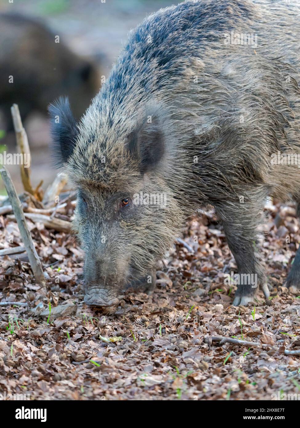 Wild Boar (Sus scrofa) in high forest. Enclosure in the National Park ...