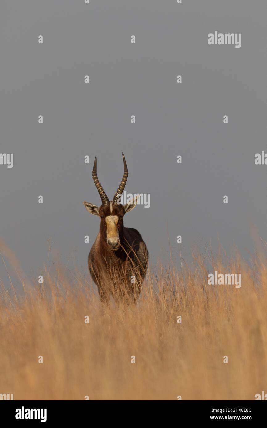 Blesbok Ram, Mountain Zebra National Park Stock Photo - Alamy