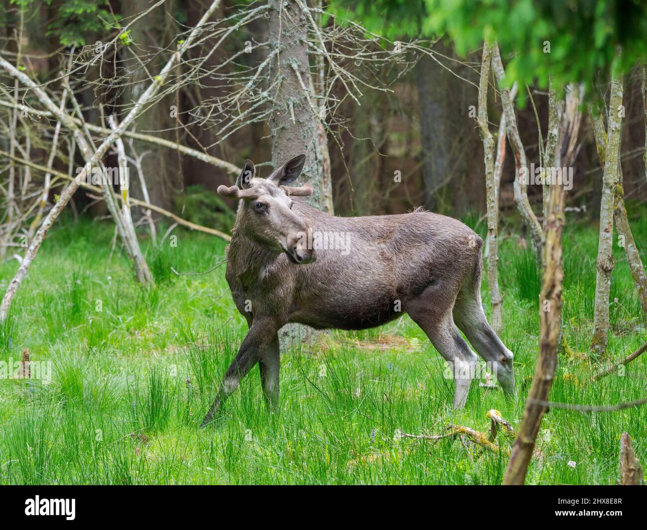 Moose or Elk (Alces alces). Enclosure in the National Park Bavarian ...