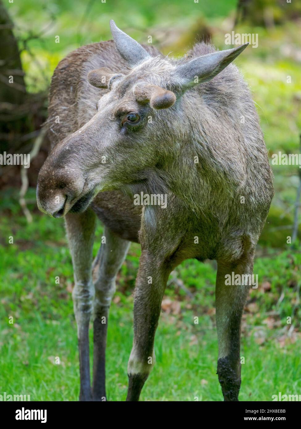 Moose or Elk (Alces alces). Enclosure in the National Park Bavarian ...