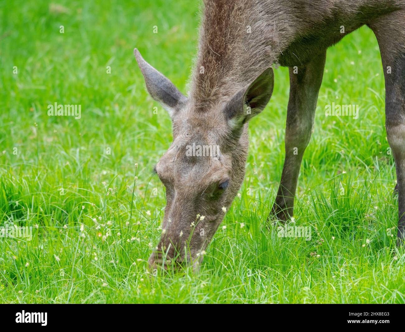Moose or Elk (Alces alces). Enclosure in the National Park Bavarian ...