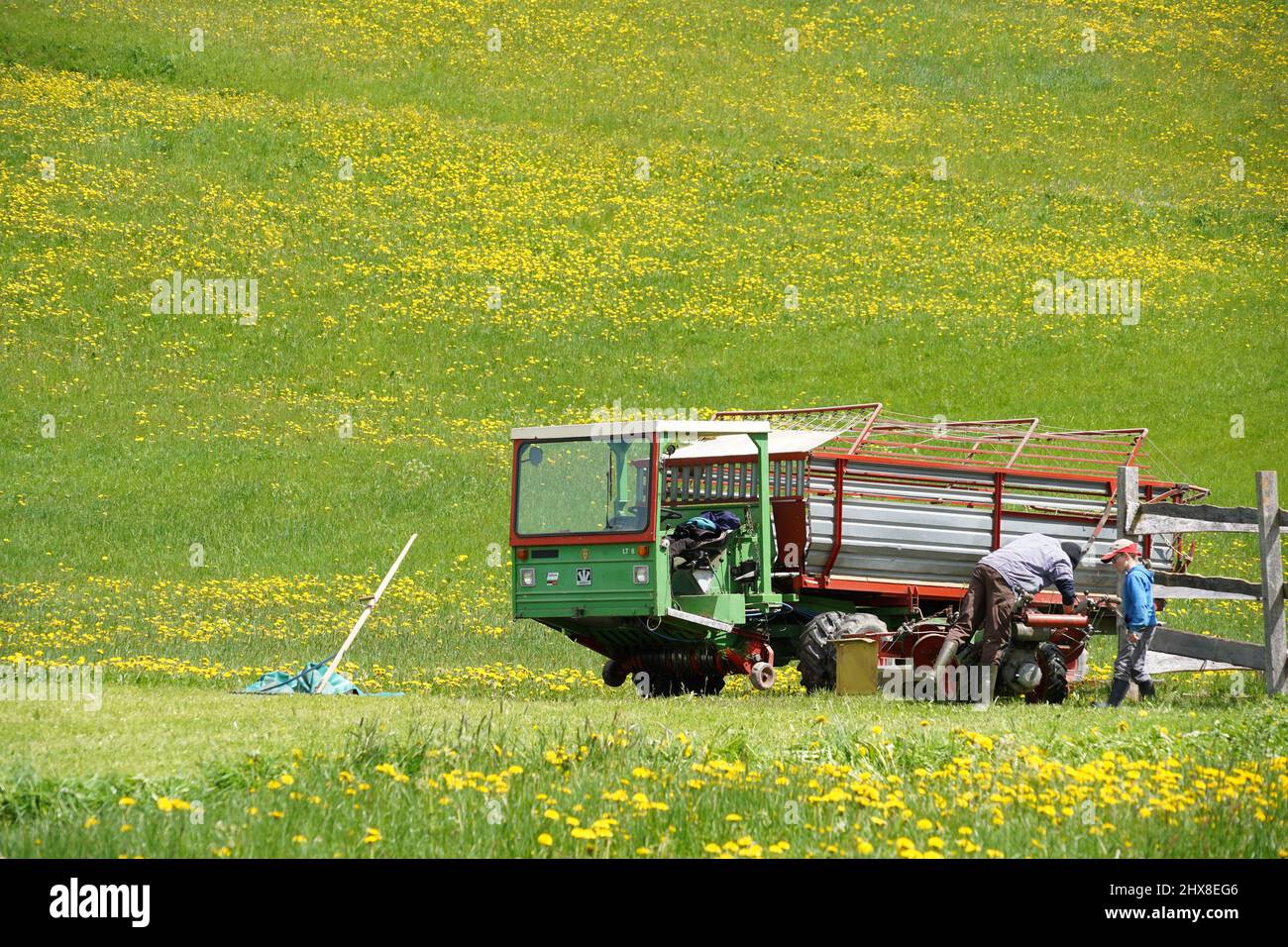 Agricultural mowing machines on a meadow full of dandelions. There is a ...