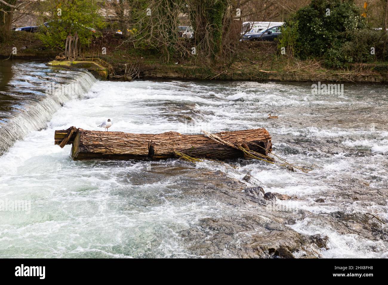 Fast flowing River Wye in Bakewell, Derbyshire, UK Stock Photo - Alamy