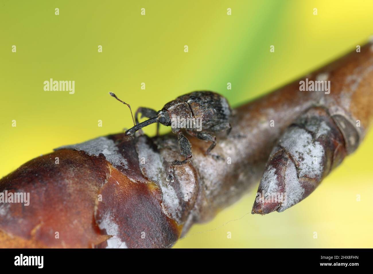 The pear blossom weevil (Anthonomus piri) is a species of beetle in the ...