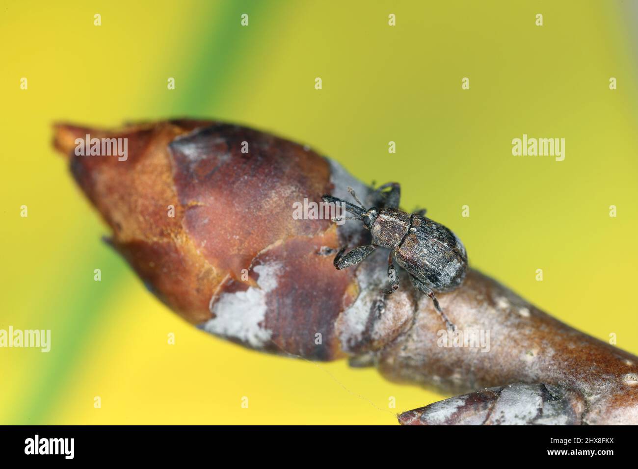 The pear blossom weevil (Anthonomus piri) is a species of beetle in the ...