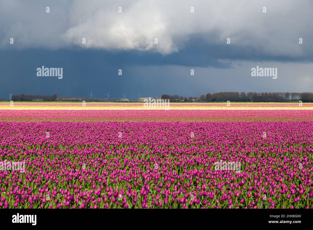 Dark clouds of a heavy thunderstorm hanging over a tulip field with ...