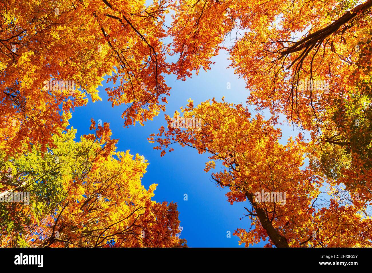 Golden treetops hi-res stock photography and images - Alamy