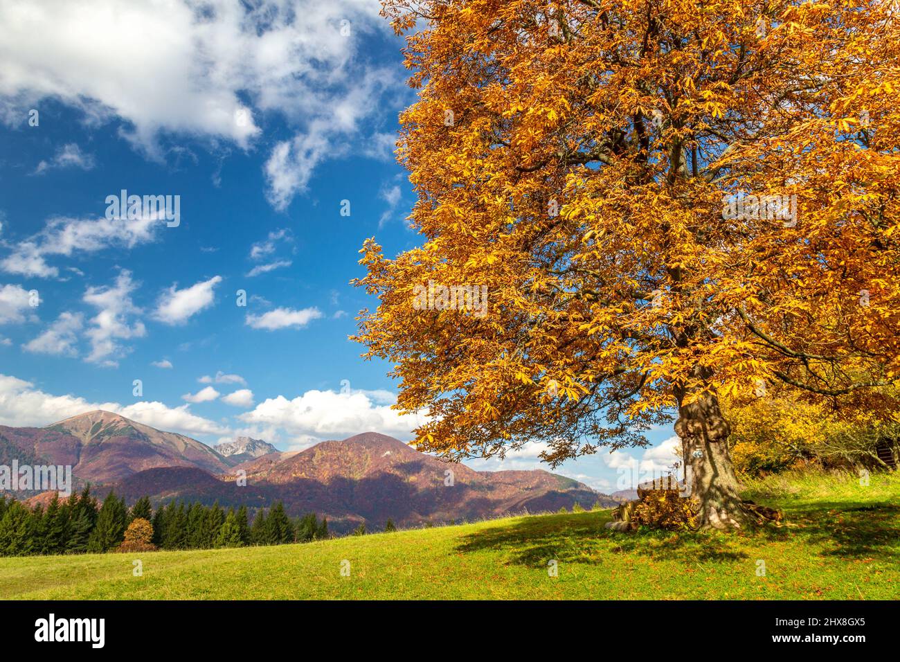 Orange colored deciduous tree in autumn landscape with mountain range ...