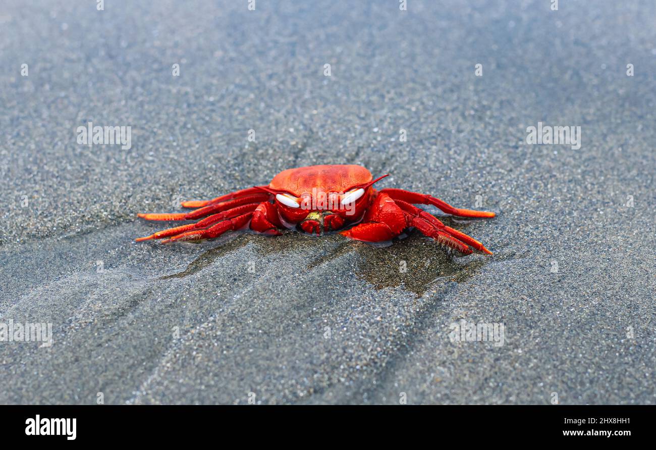 Close-up and selective focus on red sand crab at Sonadia Island ...