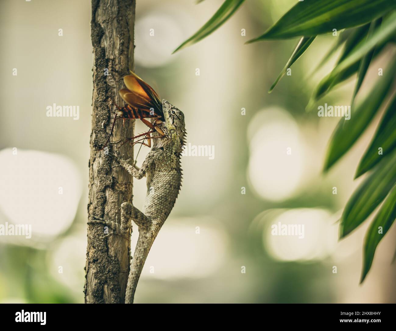 BANNER Macro close-up photo captures moment big gray lizard eat ...