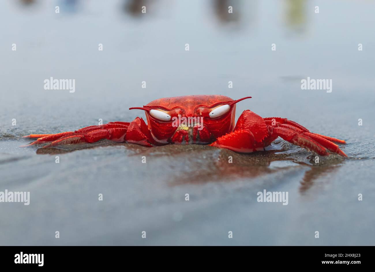 Close-up and selective focus on red sand crab at Sonadia Island ...