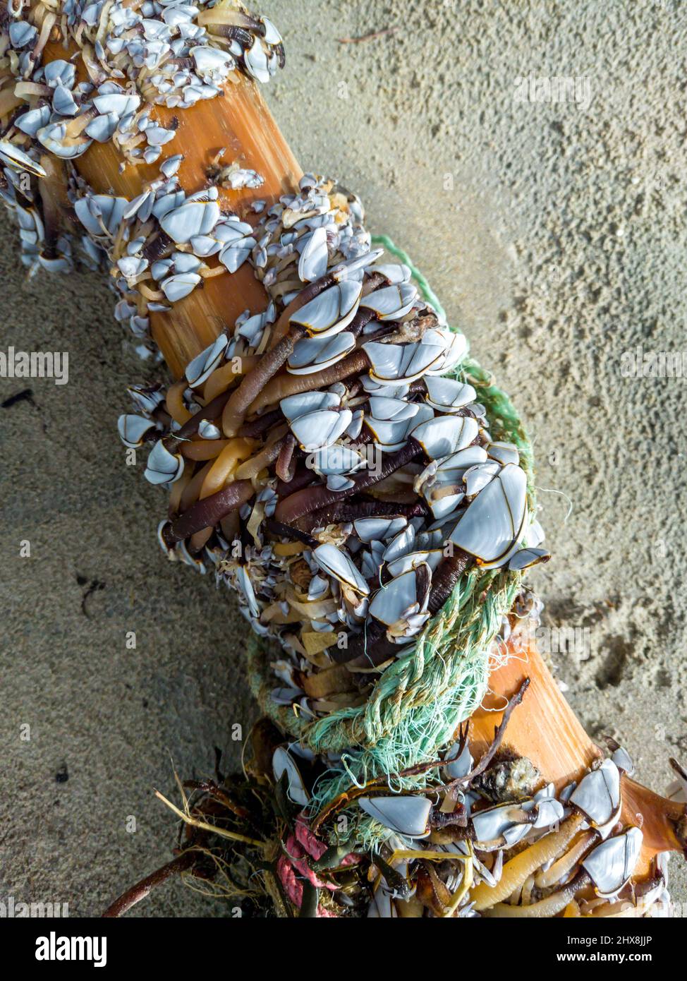 Goose barnacles, stalked barnacles, gooseneck barnacles on wooden post ...