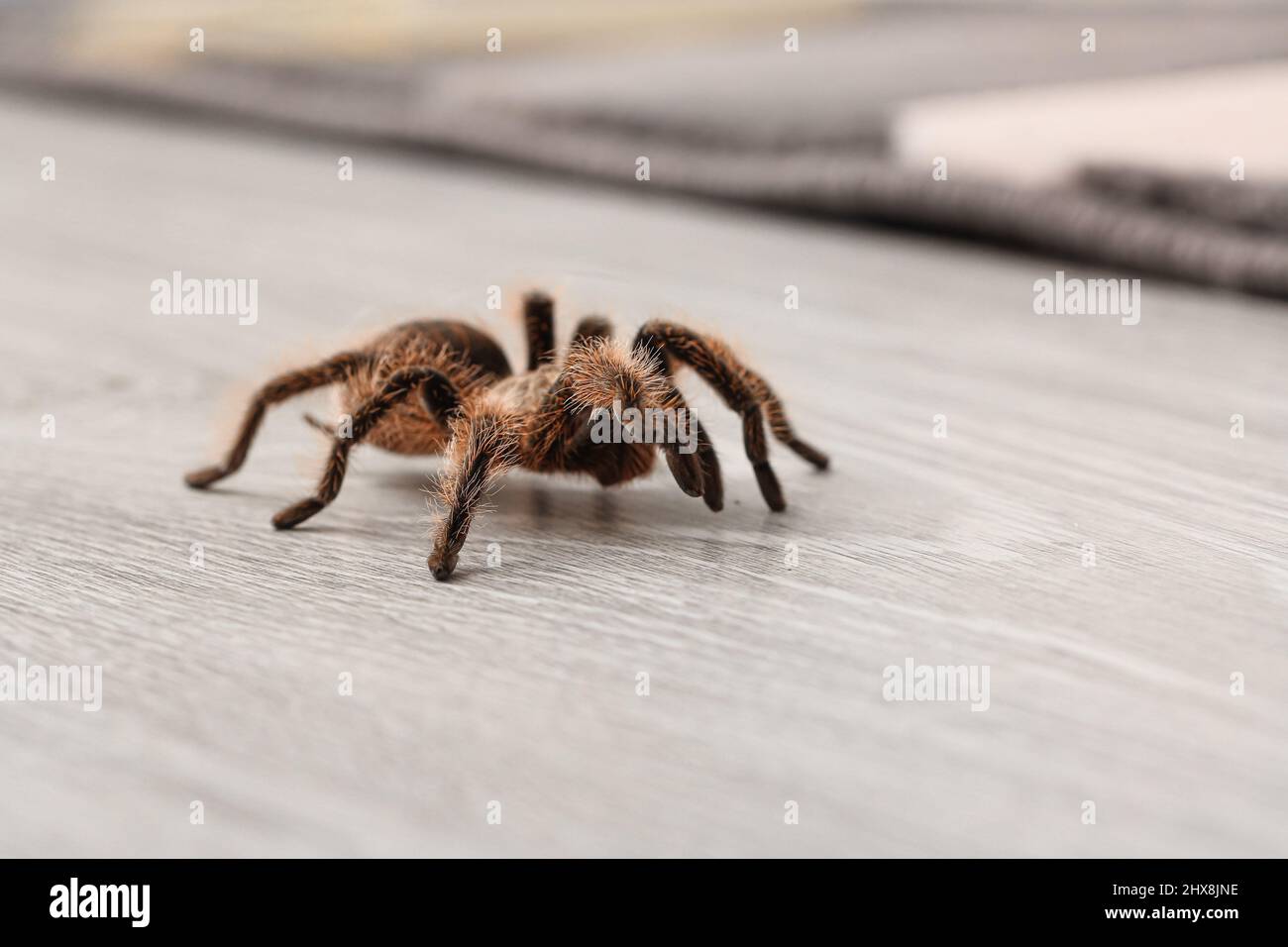 Scary tarantula spider on floor in room, closeup Stock Photo - Alamy