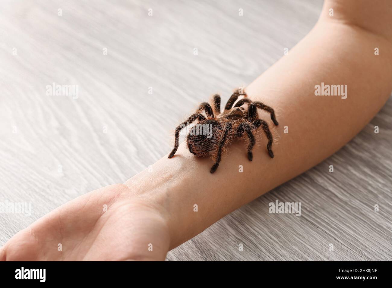 Female hand with tarantula spider in room, closeup Stock Photo - Alamy