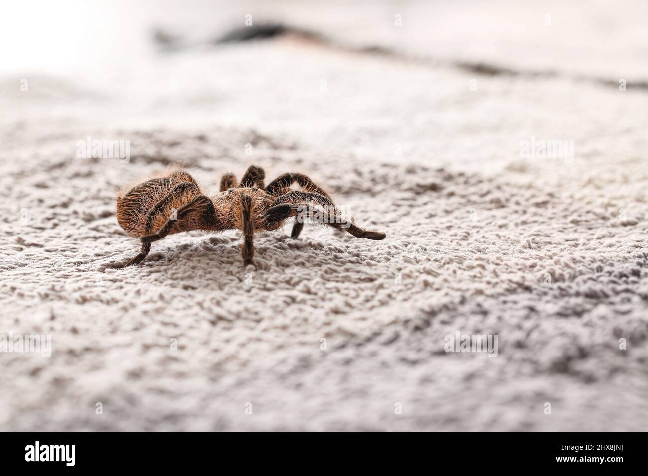 Tarantula on floor hi-res stock photography and images - Alamy