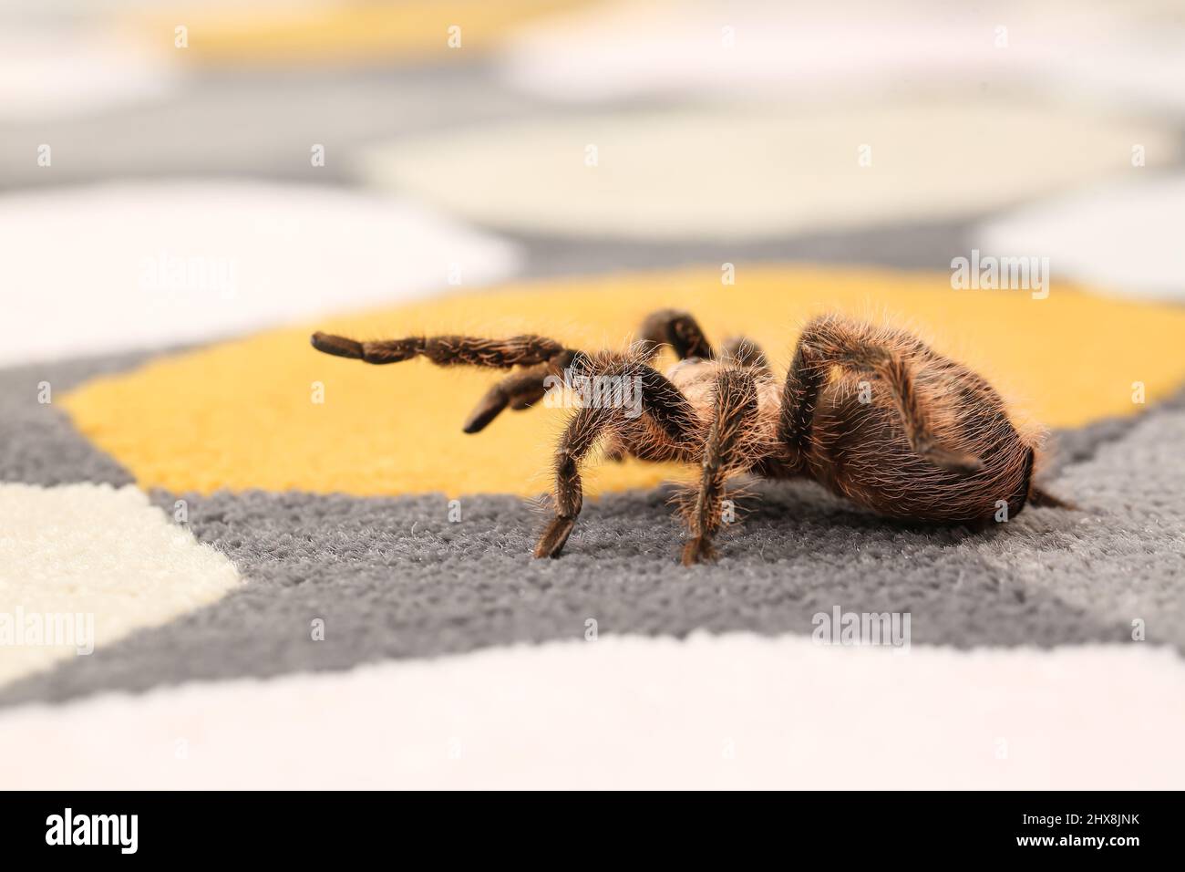 Tarantula on floor hi-res stock photography and images - Alamy