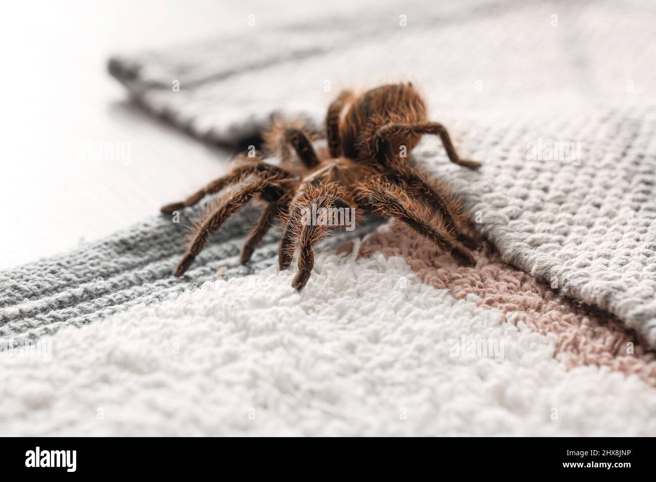 Scary tarantula spider on carpet, closeup Stock Photo - Alamy