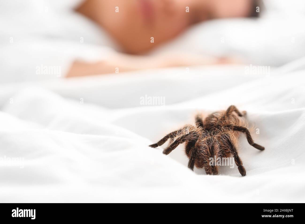 Scary tarantula spider on bed, closeup Stock Photo - Alamy