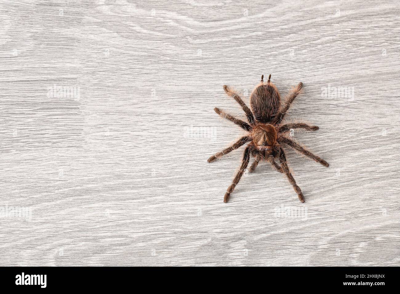 Scary tarantula spider on floor in room Stock Photo - Alamy