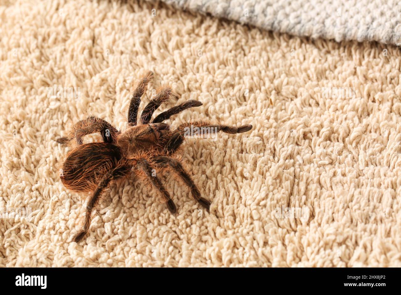 Tarantula on floor hi-res stock photography and images - Alamy