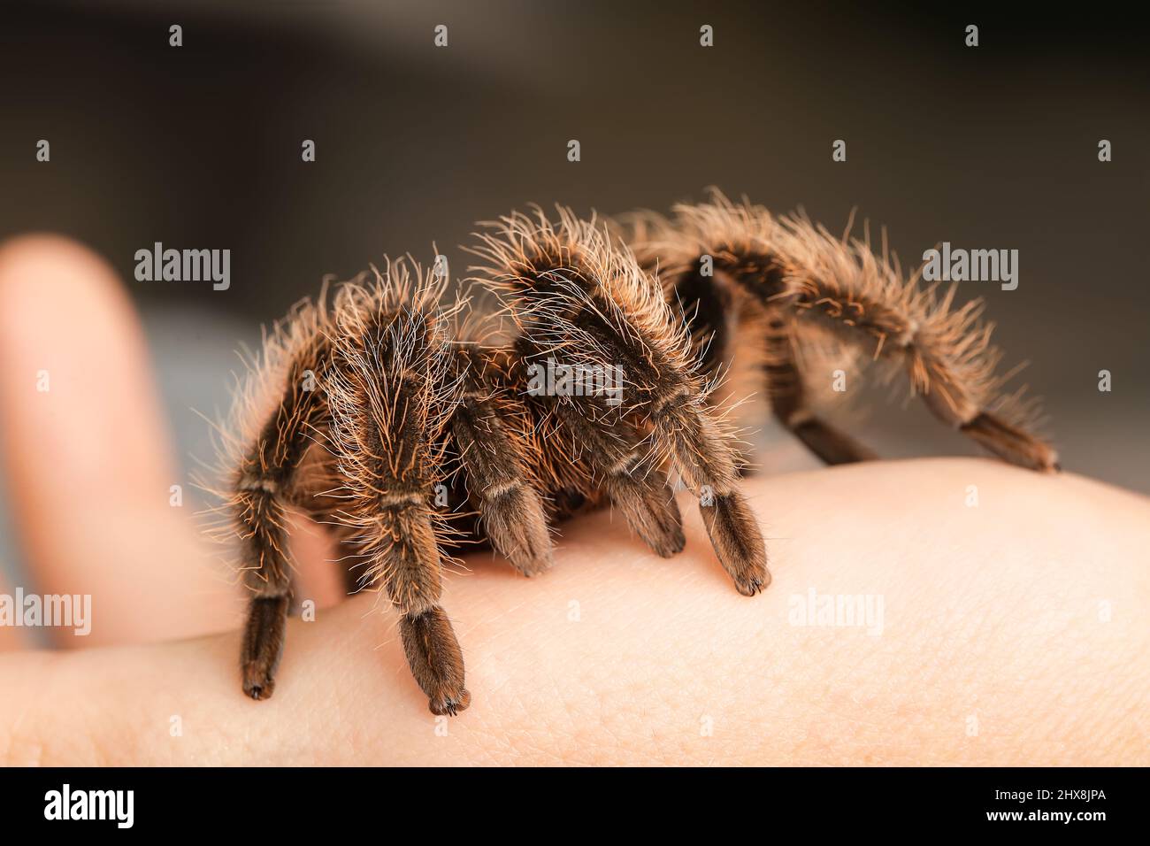Tarantula in hand hi-res stock photography and images - Alamy