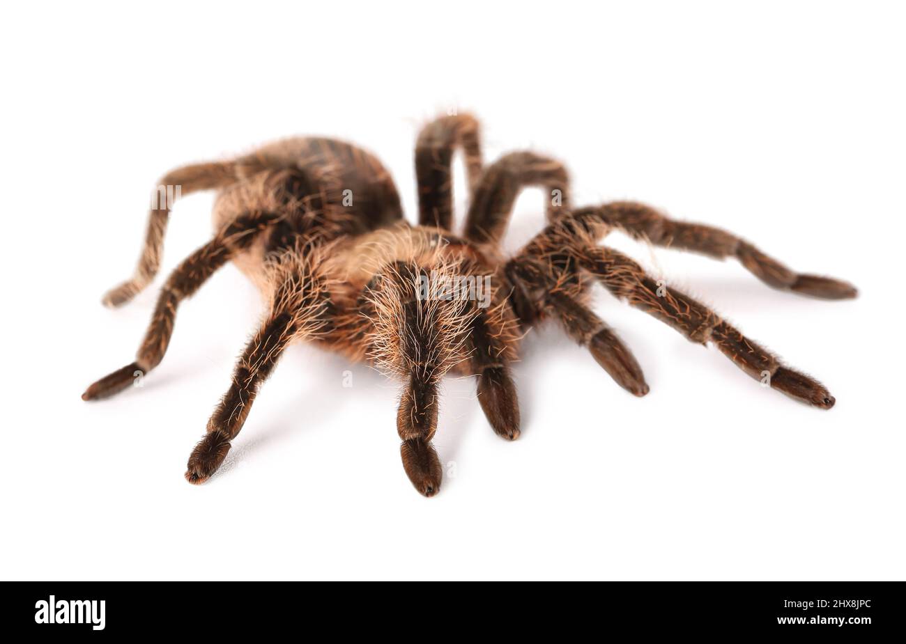 Scary tarantula spider on white background Stock Photo - Alamy