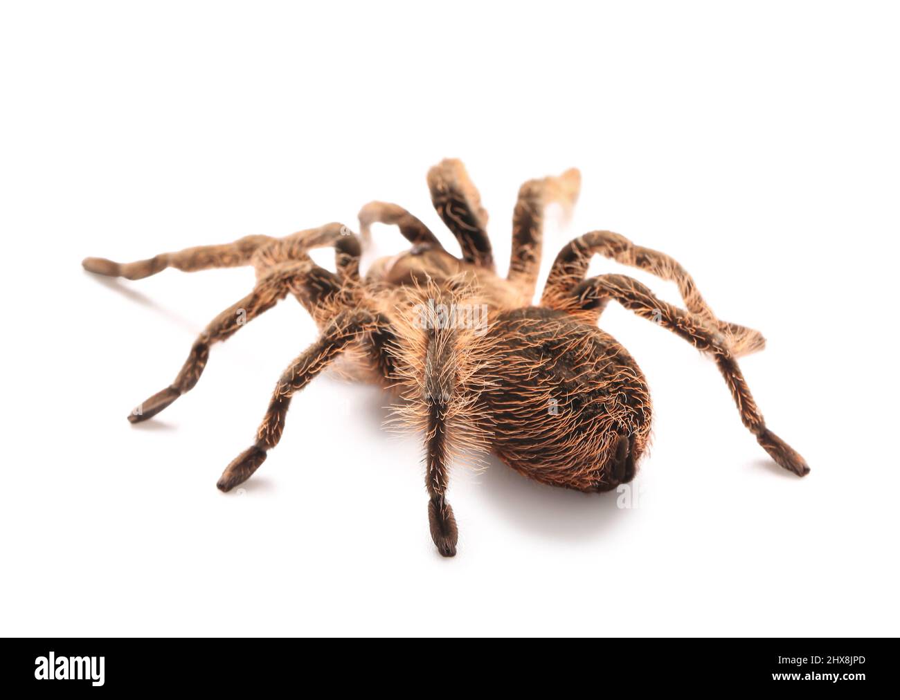 Scary tarantula spider on white background Stock Photo - Alamy