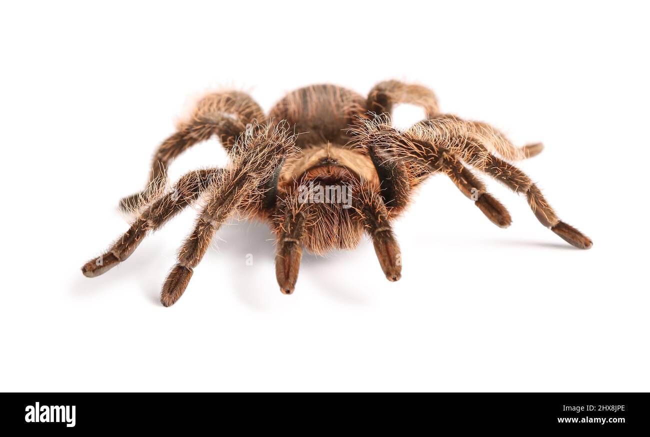 Scary tarantula spider on white background Stock Photo - Alamy