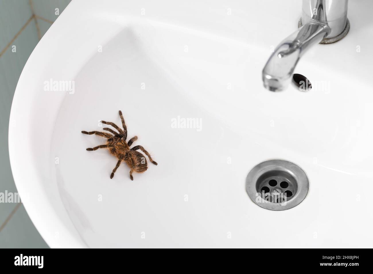 Scary tarantula spider on sink in bathroom Stock Photo - Alamy