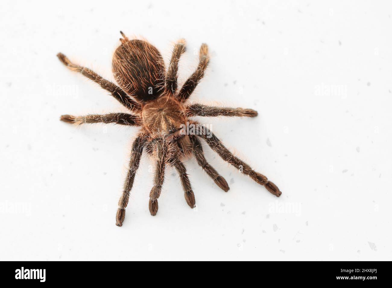 Scary tarantula spider on light background Stock Photo - Alamy