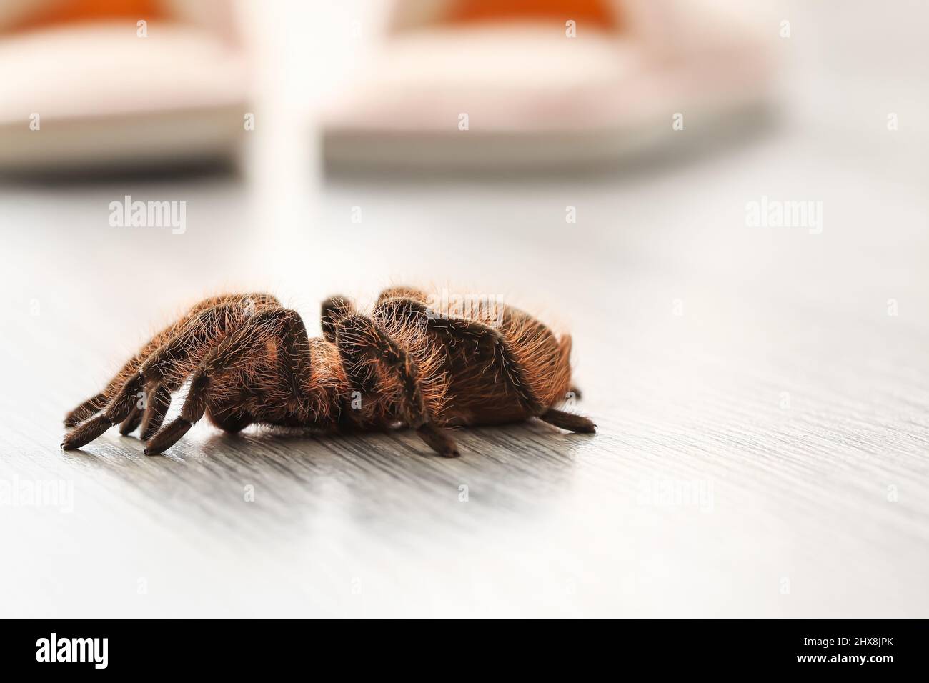 Scary tarantula spider on floor in room, closeup Stock Photo - Alamy
