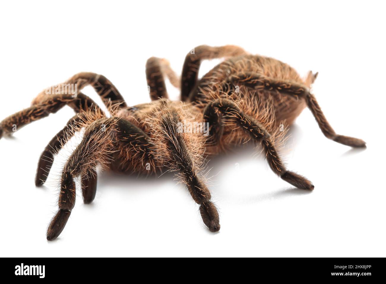 Scary tarantula spider on white background Stock Photo - Alamy