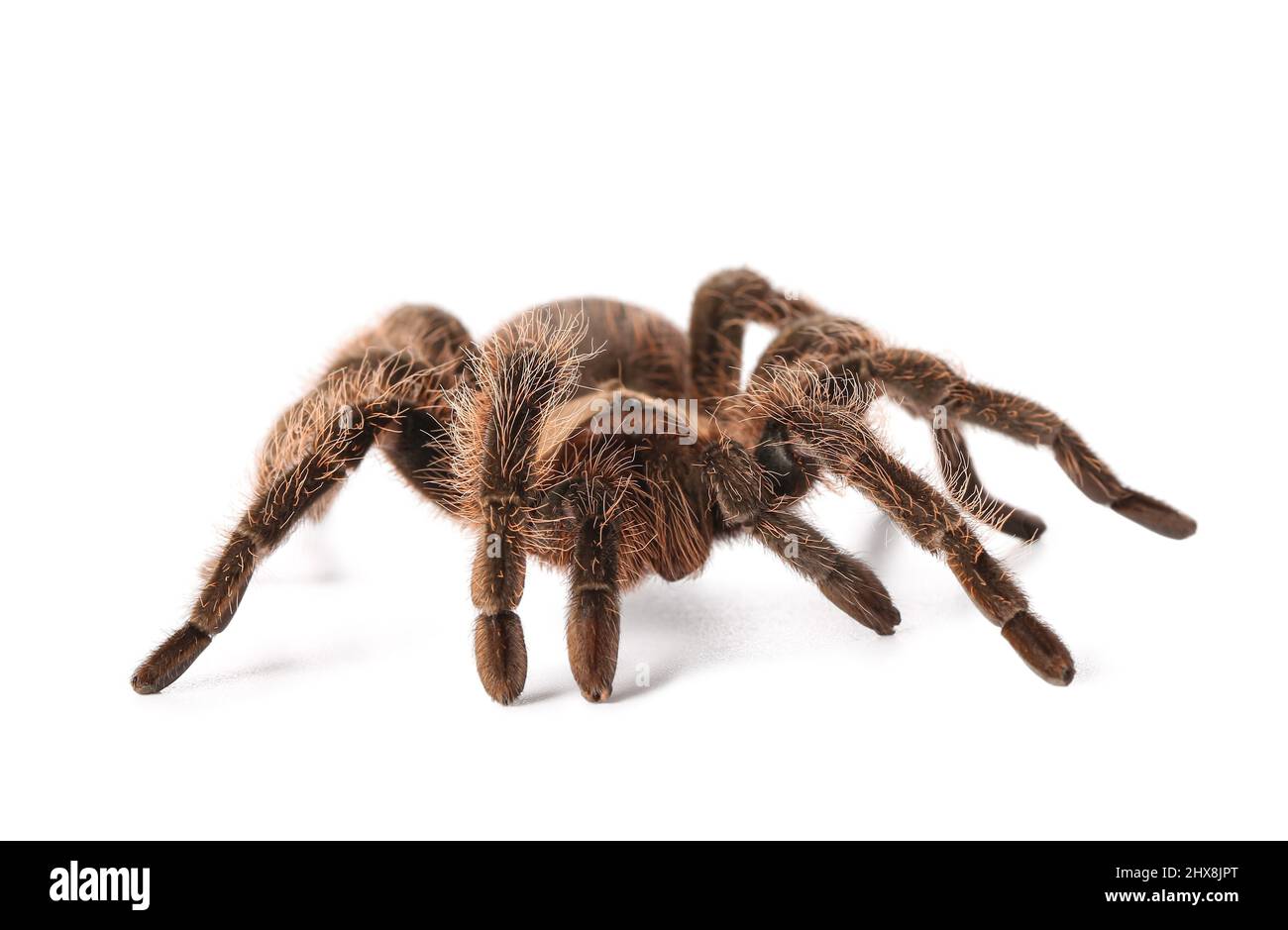 Scary tarantula spider on white background Stock Photo - Alamy