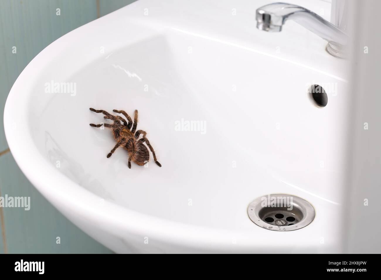 Scary tarantula spider on sink in bathroom Stock Photo - Alamy