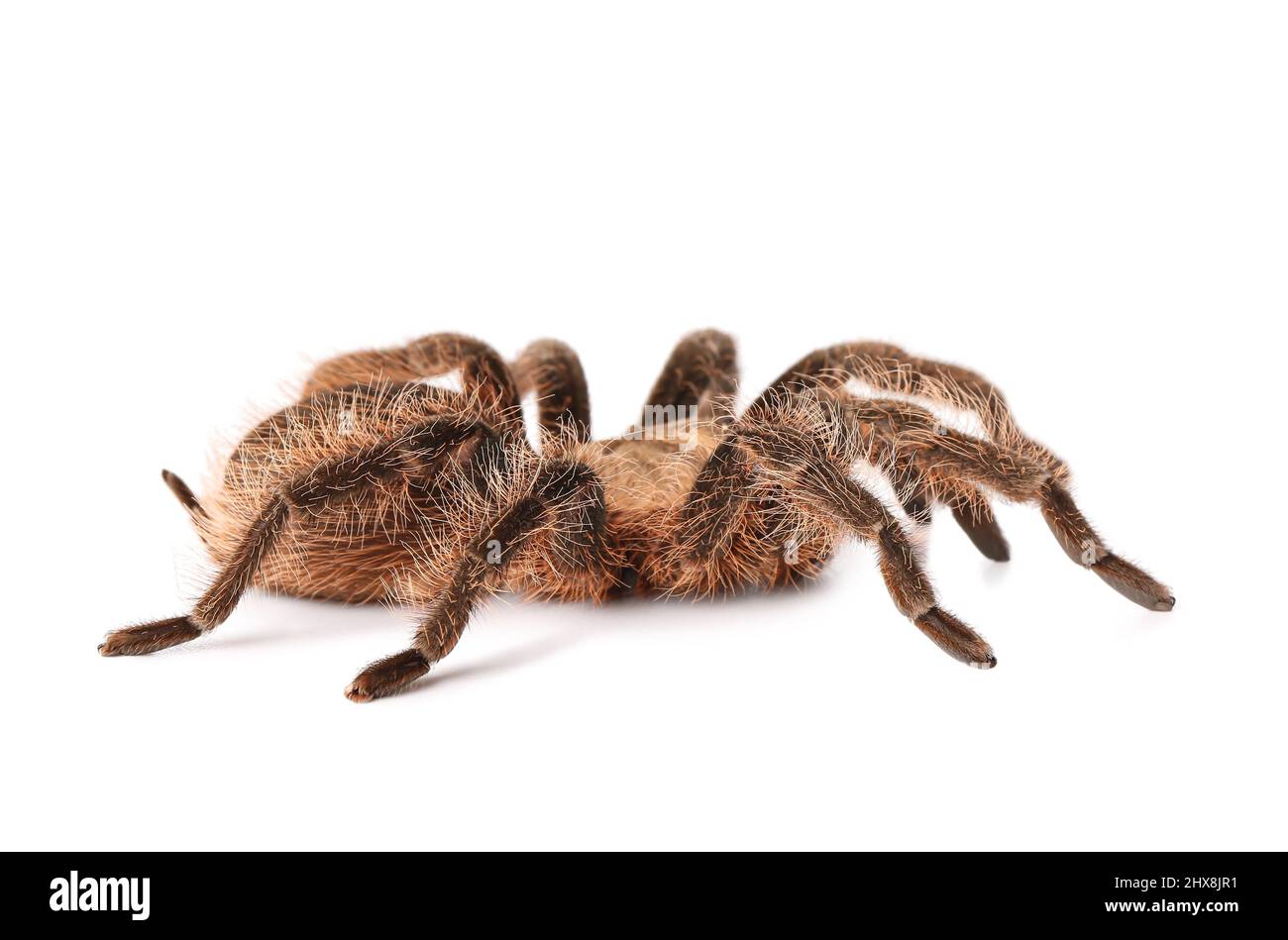 Scary tarantula spider on white background Stock Photo - Alamy