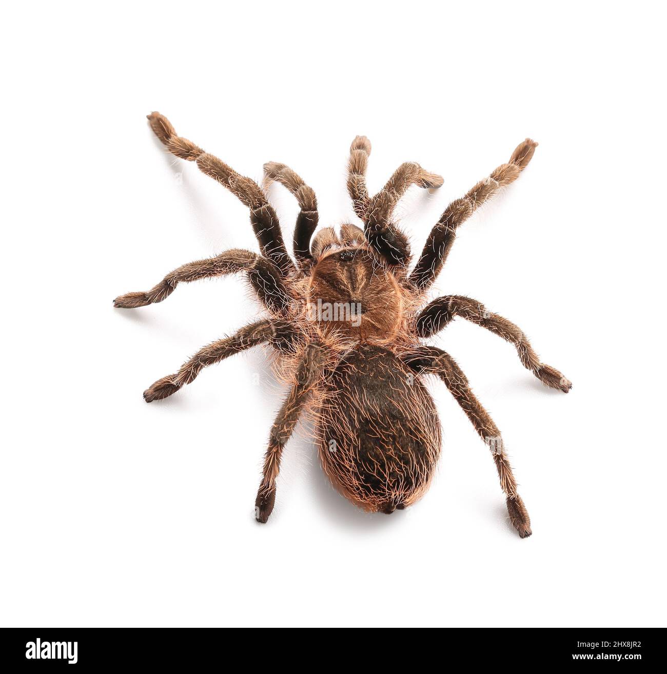 Scary tarantula spider on white background Stock Photo - Alamy