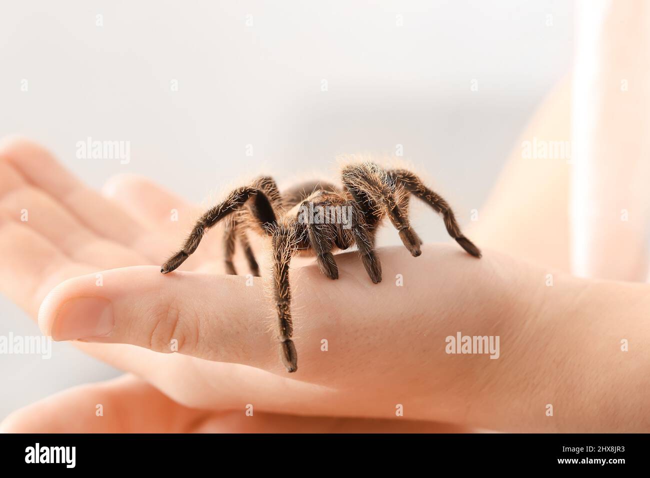 Female hands with scary tarantula spider in room, closeup Stock Photo ...