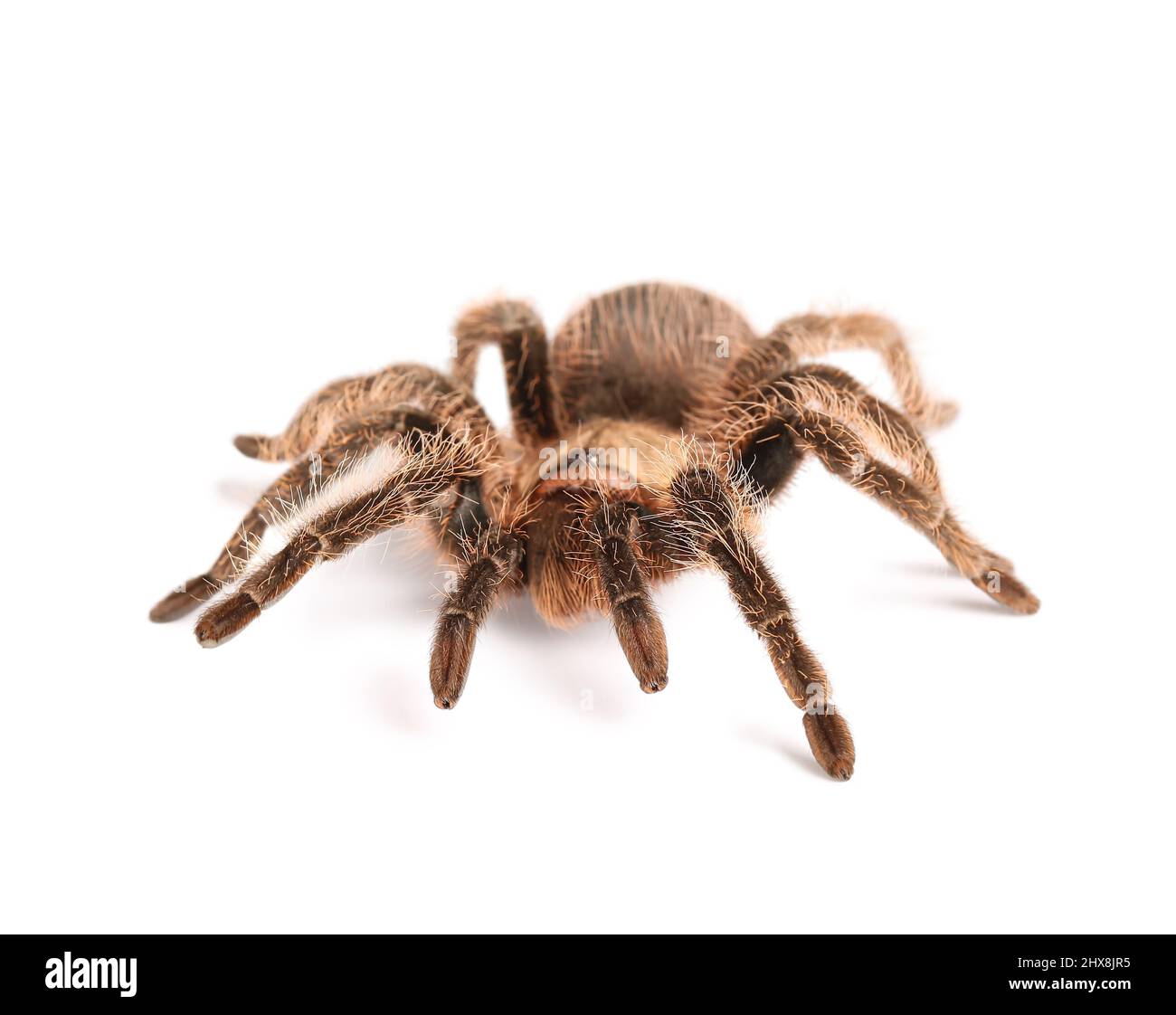 Scary tarantula spider on white background Stock Photo - Alamy