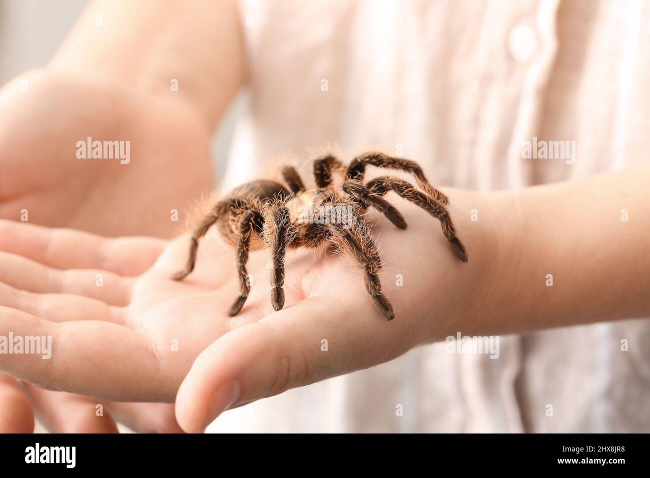 Female hands with scary tarantula spider, closeup Stock Photo - Alamy