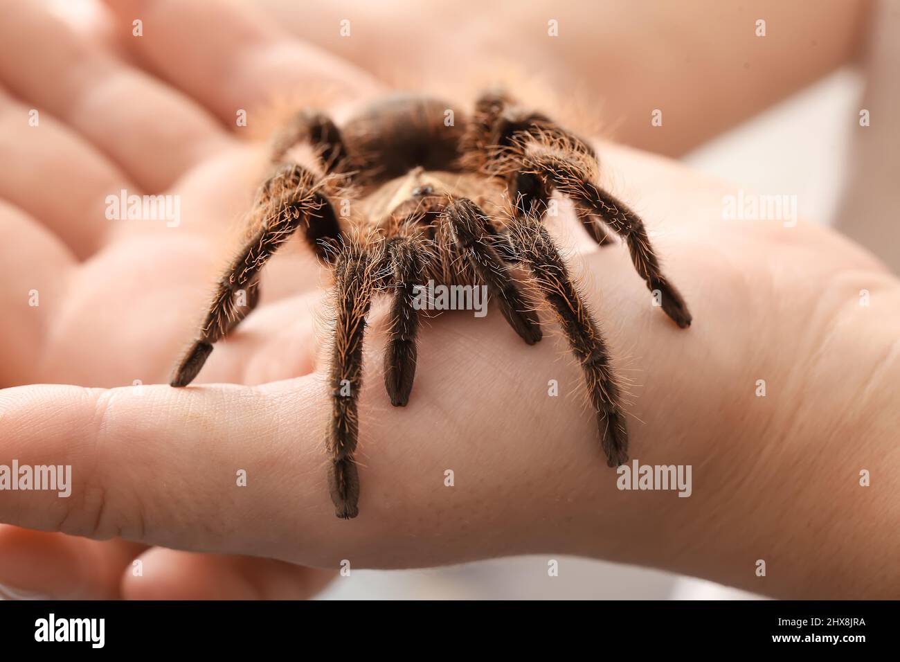 Female hands with scary tarantula spider, closeup Stock Photo - Alamy