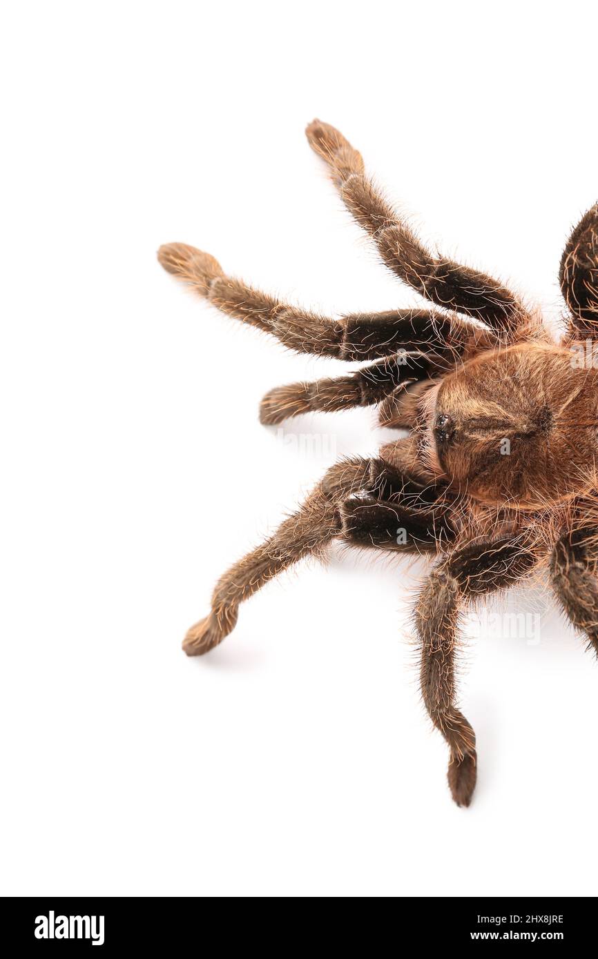 Scary tarantula spider on white background Stock Photo - Alamy