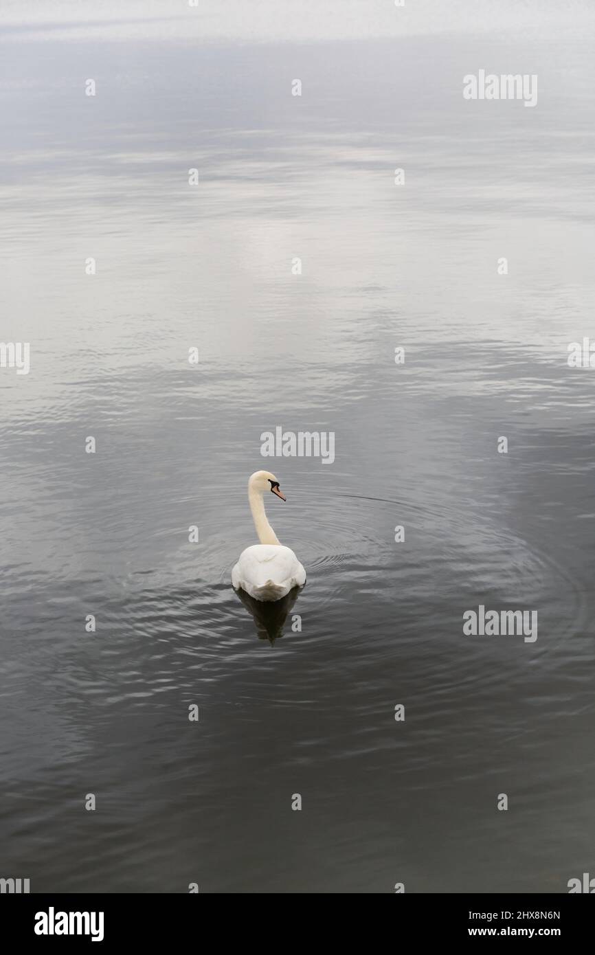 A lonely swan swimming away from the camera Stock Photo - Alamy