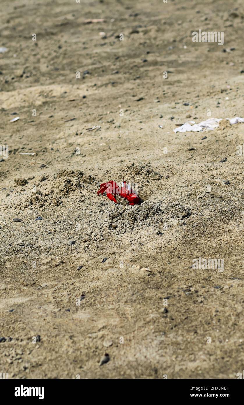Red ghost crab digging hole at Sonadia Island, Kutubjom Union ...