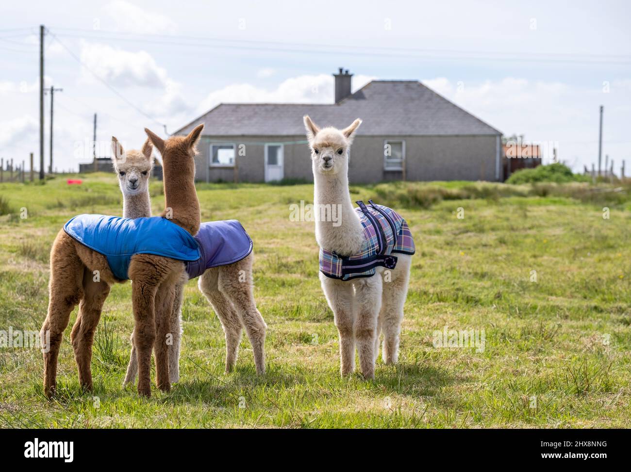 Dressed alpacas hi-res stock photography and images - Alamy
