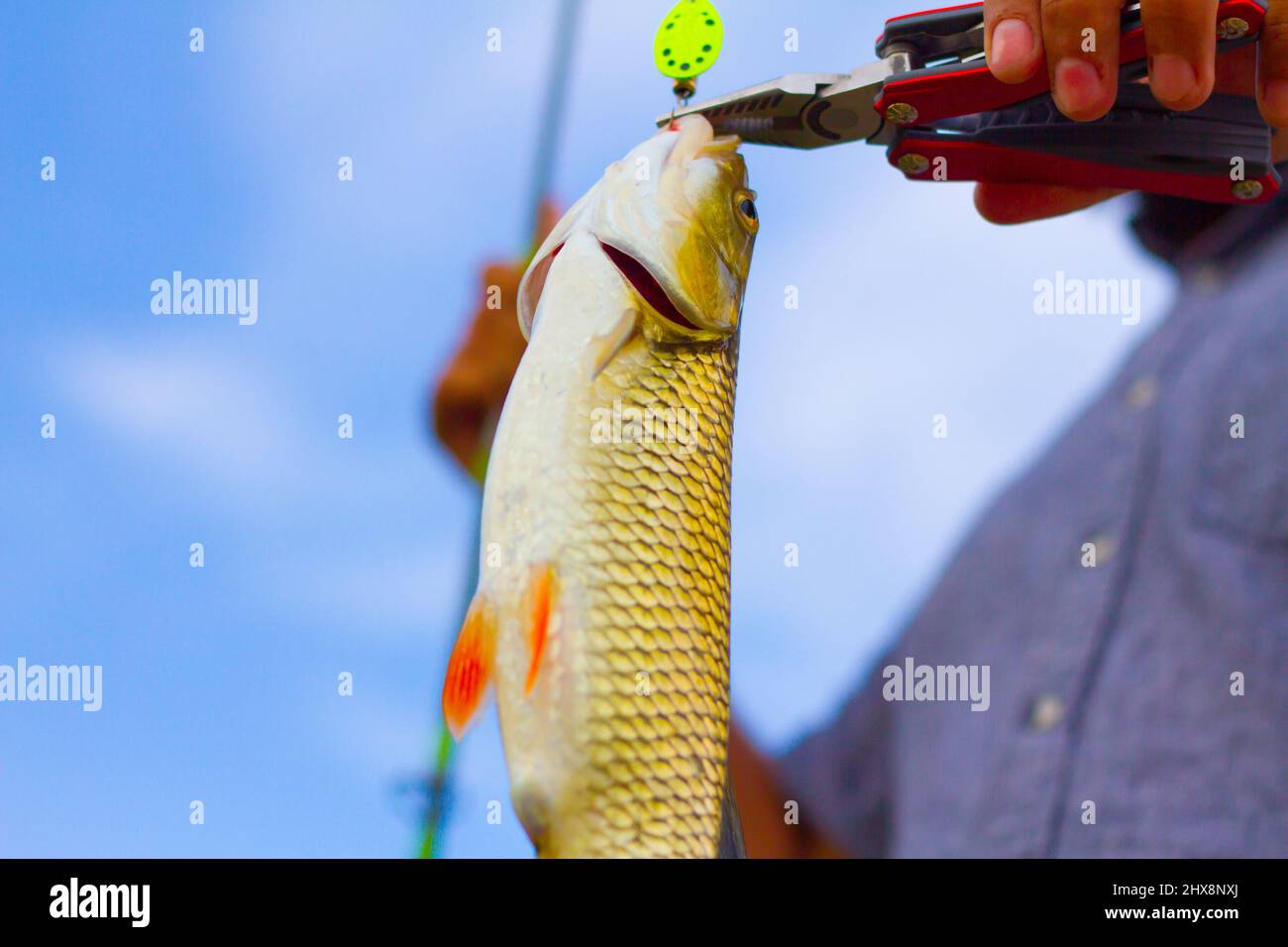 Chub fish hi-res stock photography and images - Alamy